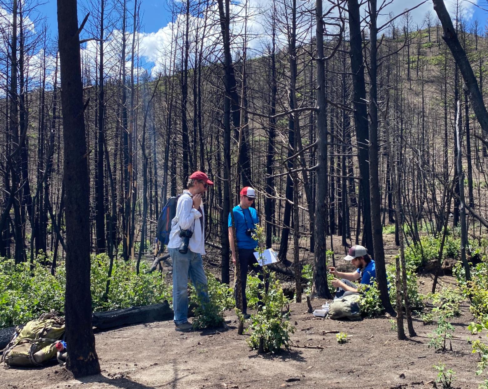 New methodology helps predict soil recovery after wildfires | Colorado ...